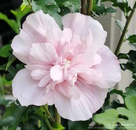 秦之声舞师小号 木槿花首发 VV