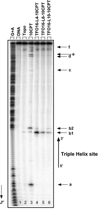 Effect Of The Linker Length On Sequence Specific Cleavage By