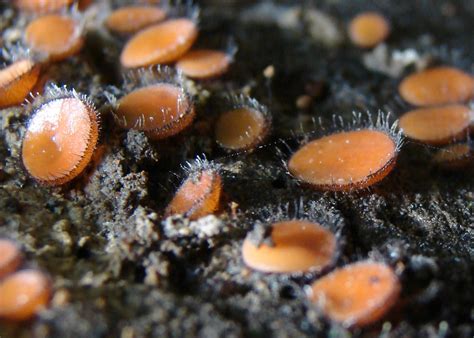 Scutellinia Scutellata At Indiana Mushrooms