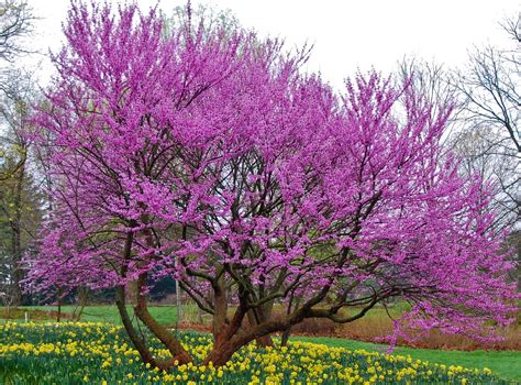 A St Louis Realtor S Adventures Tips And Finds Name Those Blooms Identify The Most Common