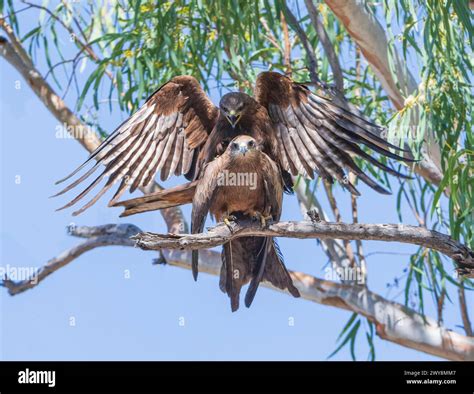 A Pair Of Black Kites Milvus Migrans Mating In A Tree Wyndham Kimberley Western Australia