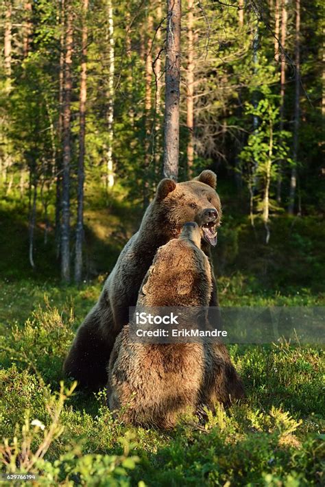 Oso Agresivo Oso Enojado Lucha Del Oso Agresión De Oso Pelea De