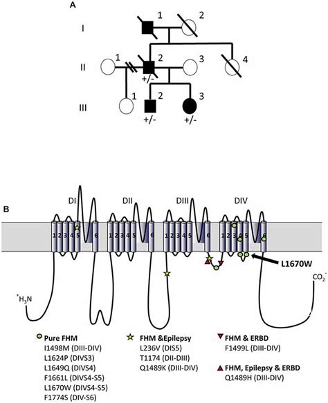 Frontiers Gain Of Function For The SCN1A HNav1 1 L1670W Mutation