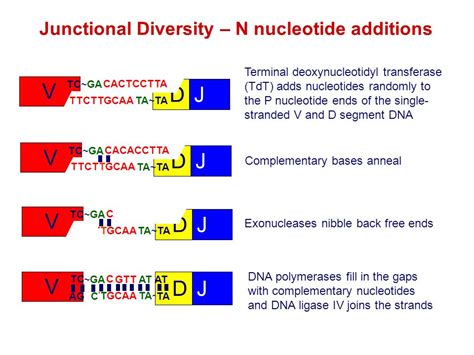 T細胞受體多樣性 迴文添加palindromic Addition