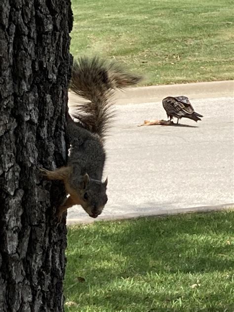 Happy Squirrel Not Happy Squirrel On Campus Today Rutarlington