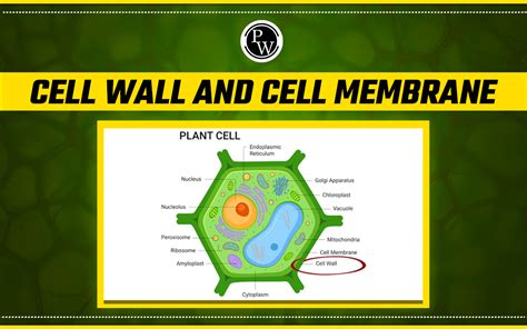 Cell Wall And Cell Membrane Overview Structure Functions Comparison
