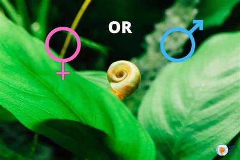 How To Tell The Gender Of A Snail Like Pro