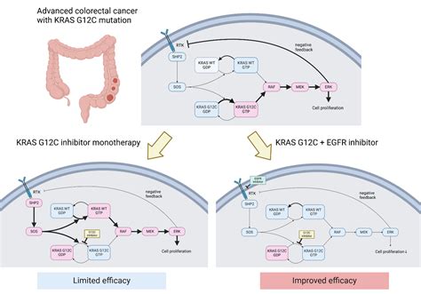 Combining Egfr And Kras G12c Inhibitors For Kras G12c Mutated Advanced Colorectal Cancer
