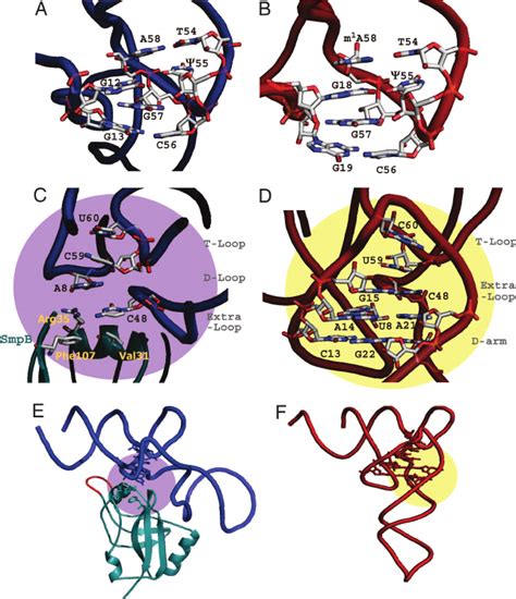 Detailed Structures Of Tmrna And Smpb Compared With Yeast Trna Phe