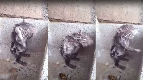 A Verdade Sobre O Vídeo Do Rato Tomando Banho Que Chocou A Internet