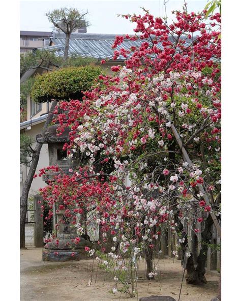 首途八幡宮源平枝垂れ桃 2019 04 17 Kadode hachimangu Shrine Kyoto 首途八幡宮 京都
