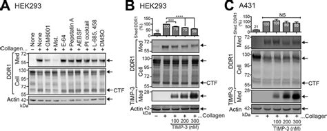 The Sheddase Responsible For Collagen Induced Ddr1 Shedding Is
