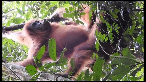 Wild Mating Orangutans Youtube