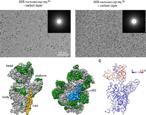 Cryo Em Structure Of The 30s Inactivated High Mg 2 Particle In Grids Download Scientific
