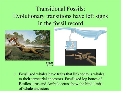 Darwins Theory Of Evolution Ppt Download