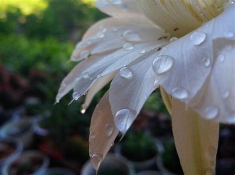 Premium Photo Close Up Of Wet White Flower