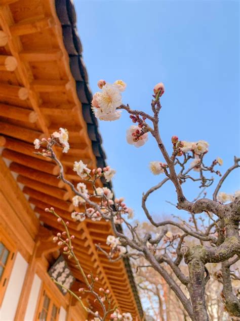 서울 매화 명소 2023 매화 개화시기 3월 꽃구경 네이버 블로그