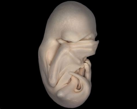 Images Tiny Life Revealed In Stunning Microscope Photos Live Science