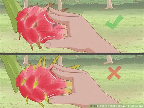 3 Ways To Tell If A Dragon Fruit Is Ripe Wikihow