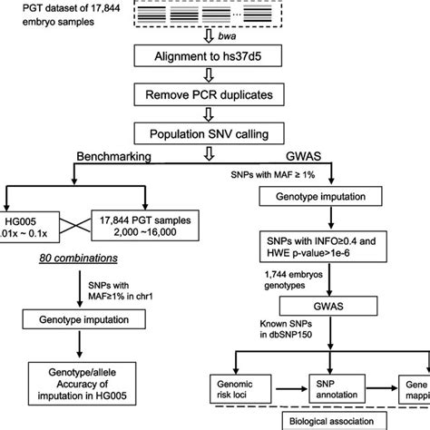 Imputation Accuracy At Different Coverages And Sample Sizes The Download Scientific Diagram