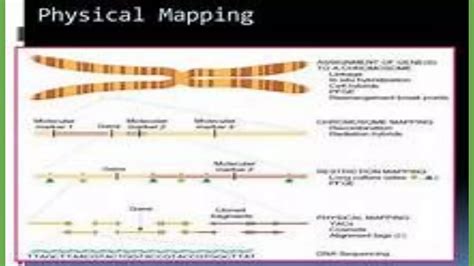 Gene Mapping And Its Sequence Pdf Genetics Science
