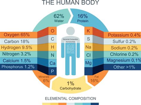 Elemental Makeup Of The Human Body Saubhaya Makeup