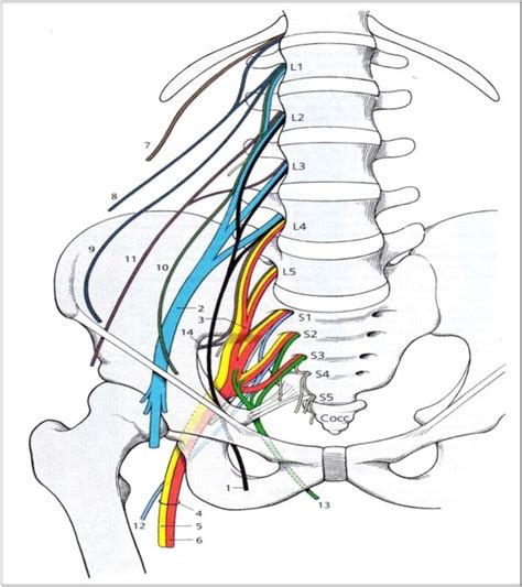 The Sacral Plexus Reproduced With Permission From Isaacs