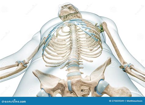 Thoracic Cage Anatomy