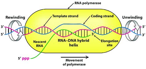 Rna Polymerase Transcription