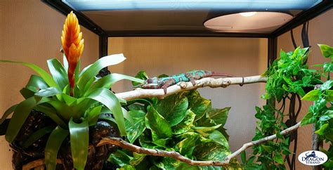 Advanced Chameleon Cage Setup Dragon Strand