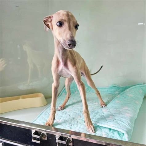 이탈리안그레이하운드루키 강아지책임분양 컴투펫케어센터