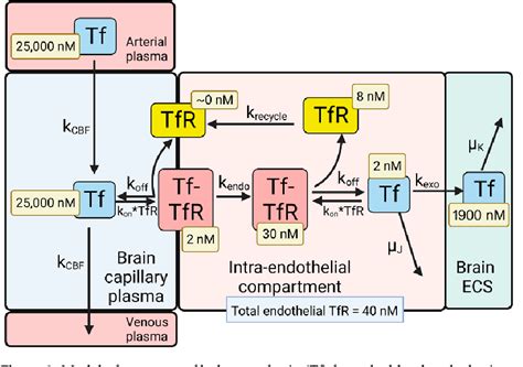 Figure 2 From Kinetics Of Bloodbrain Barrier Transport Of Monoclonal