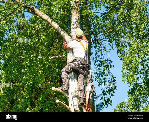 Close Up Mature Professional Male Tree Trimmer High In Top Birch Tree Cutting Branches With Gas