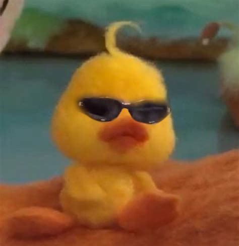 Duck Pfp Duck Pfp