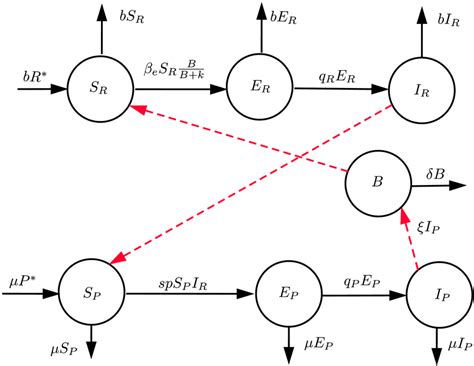 Flow Diagram For The Transmission Dynamics Of Echinococcus