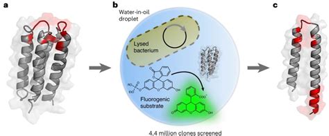 Droplet Microfluidics Enables Discovery Of Novel Mini Proteins