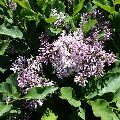 Miss Kim Lilac Shrubs For Sale