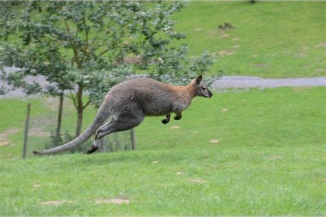 Unveiling Kangaroo Evolution Where Did They Come From