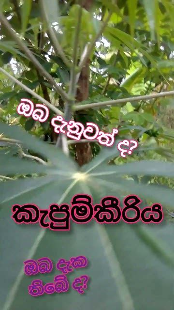 දේශීය ඖෂධ කැපුම්කීරිය Youtube