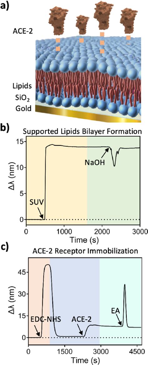 Figure 2 From Biomimetic Nanoplasmonic Sensor For Rapid Evaluation Of Neutralizing Sars Cov 2