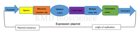 Vector Construction Technique Kmd Bioscience Provides Professional