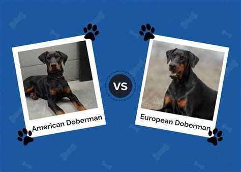 European Doberman Size