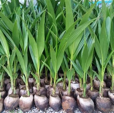 ต้นมะพร้าว Coconut Tree โดย สวนมะพร้าวบ้านคุณยาย