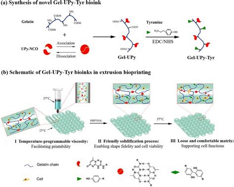 Preparation And Utilization Of Novel Gelatin Based Bioinks A Download Scientific Diagram