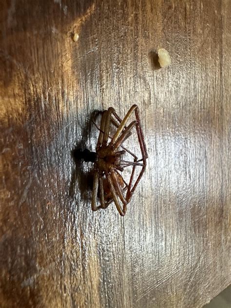 Can You Id This Spider R Spiderid