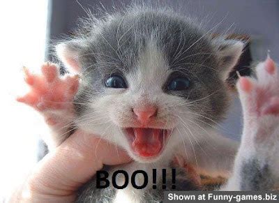 Hella Heaven Funny Cats