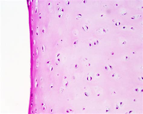 Filecartilage Histology 002 Embryology