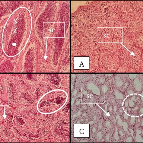 The Histology Of The Testes In Each Treatment At The Beginning Of Download Scientific Diagram