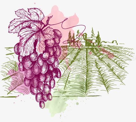 手绘葡萄酒庄园和葡萄矢量素材图片免费下载 PNG素材 编号vo9iod5xv 图精灵