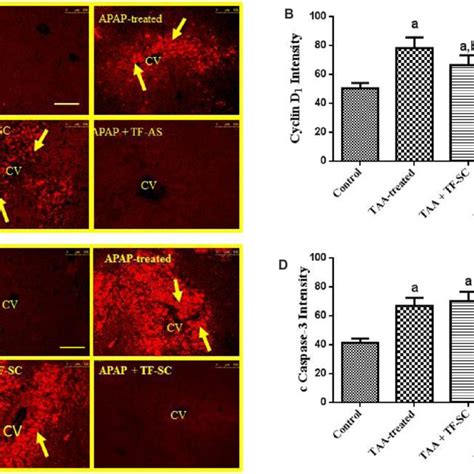 effect of n acetyl p aminophenol apap treatment on cyclin d1 and